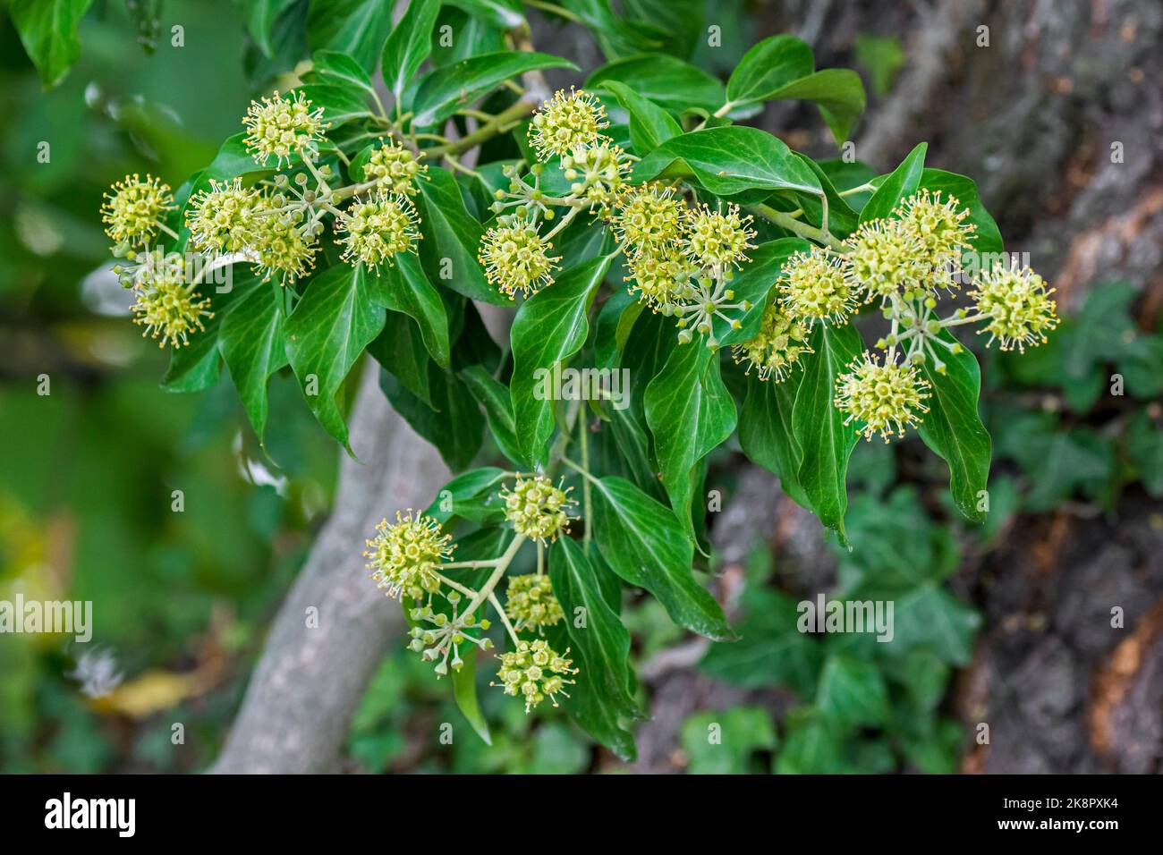 English ivy hi-res stock photography and images - Alamy