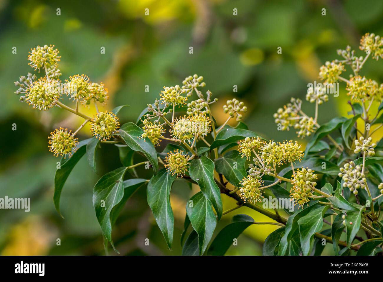 Common ivy / flowering English ivy / European ivy (Hedera helix) close ... Common ivy / flowering English ivy / European ivy (Hedera helix) close ...