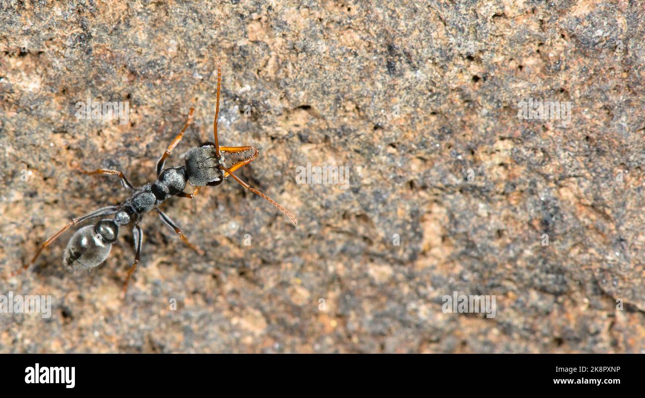 Jack jumper hi-res stock photography and images - Alamy