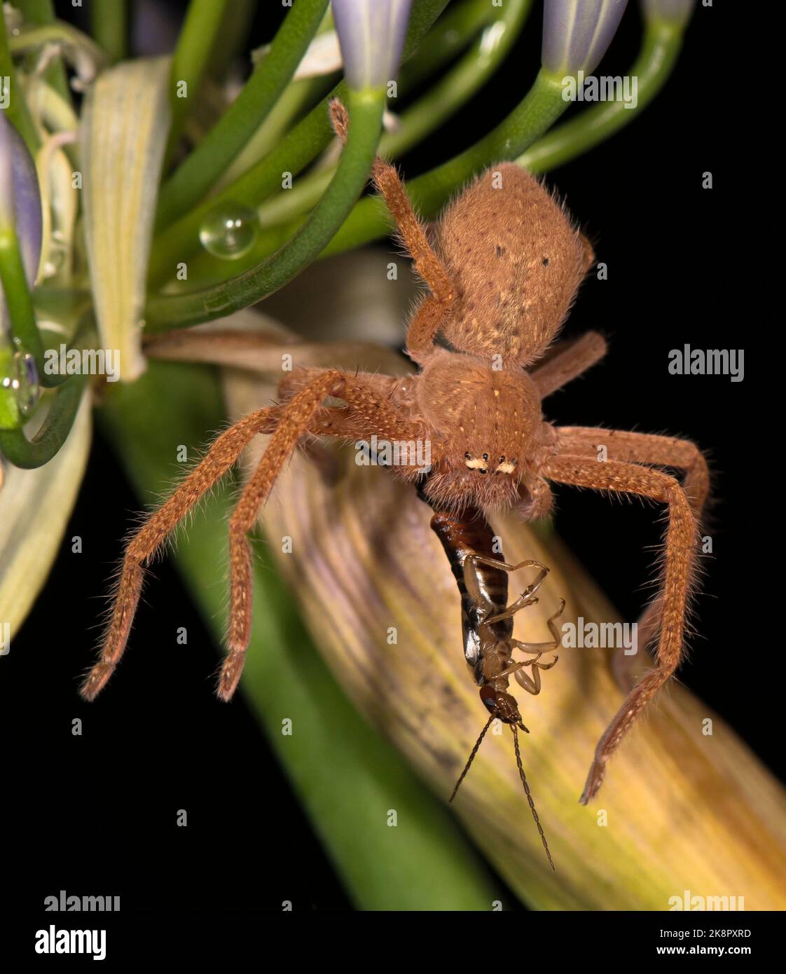 A closeup of an Olios spider holding a bug in its claws Stock Photo - Alamy