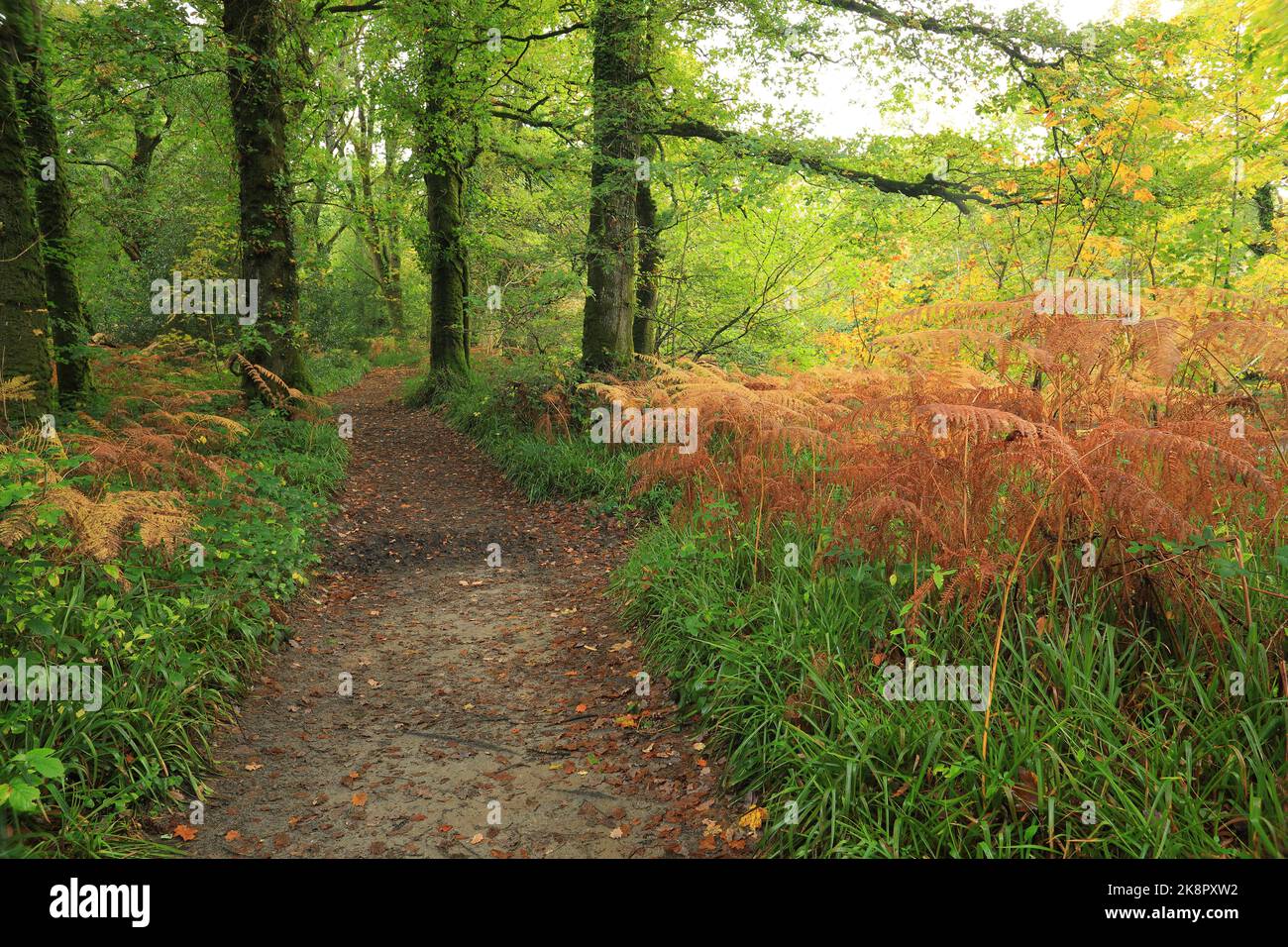 Holne woods woodland path, Dartmoor, Devon, England UK Stock Photo - Alamy