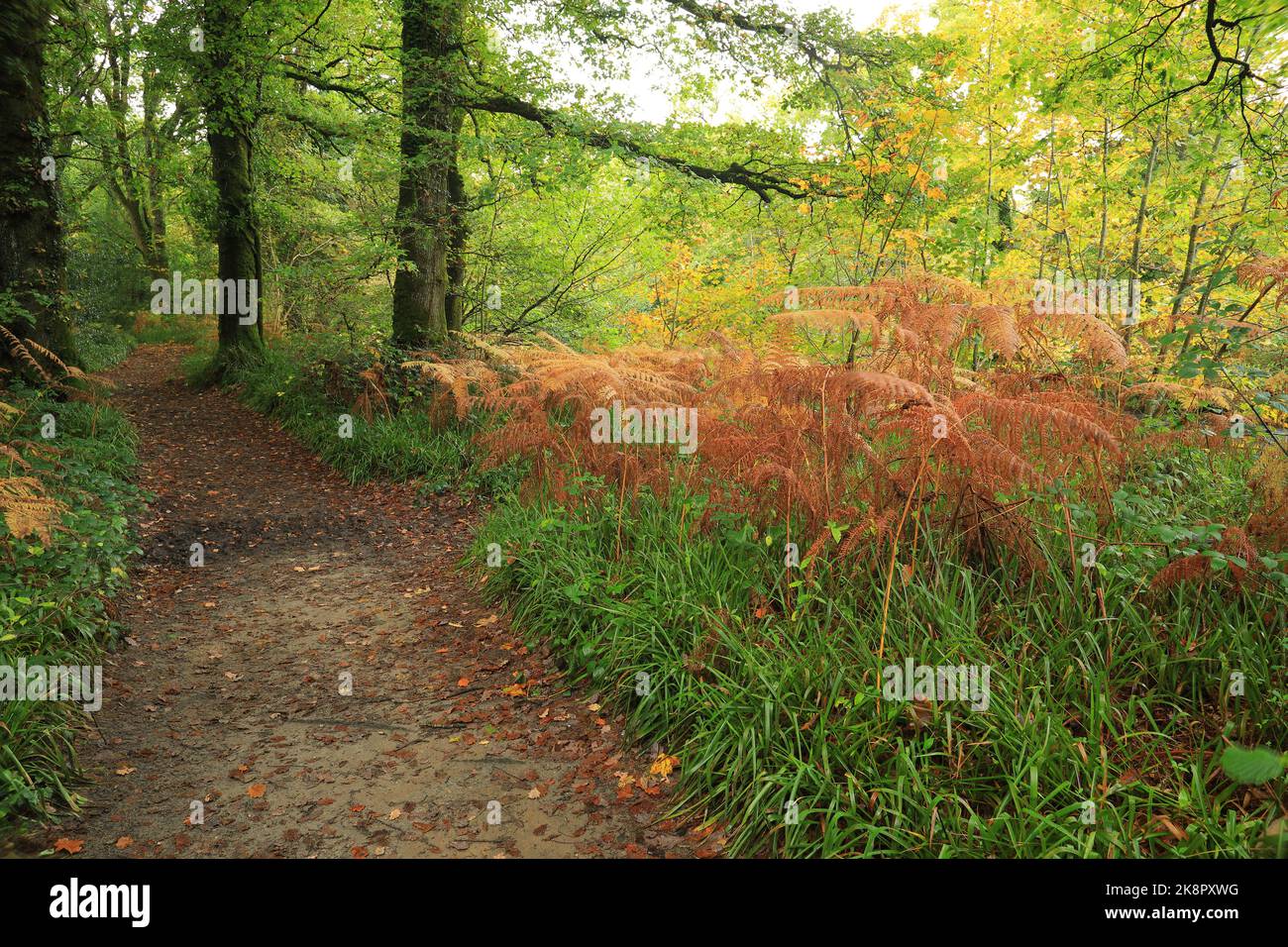 Holne woods woodland path, Dartmoor, Devon, England UK Stock Photo - Alamy