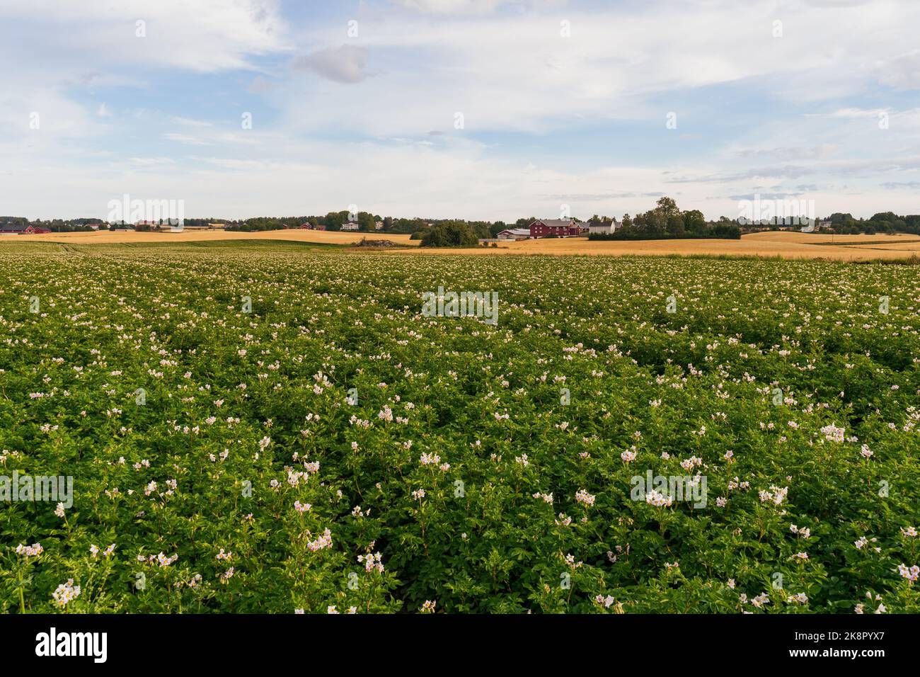 A rural landscape with a beautiful field at Toten, Norway Stock Photo ...