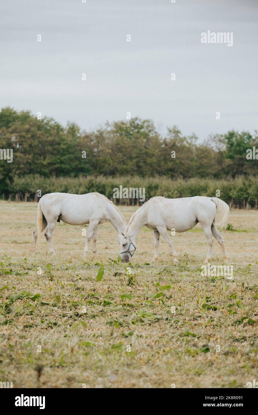 The two white horses grazing in the field attaching their heads ...