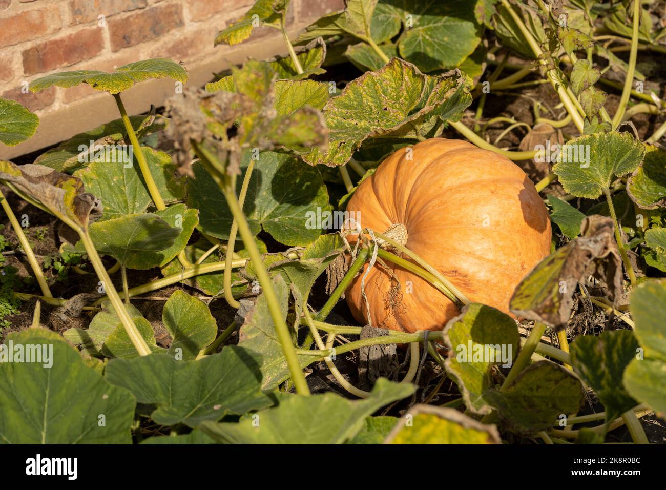 pumpkins growing on the ground. Pumpkins to eat Stock Photo - Alamy