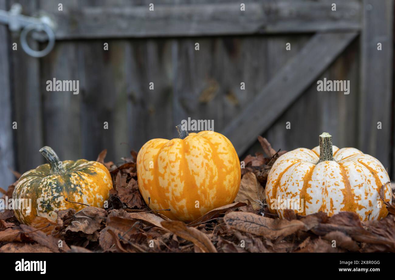 three vegetable squash in the autumn light, yellow and golds, isolated ...