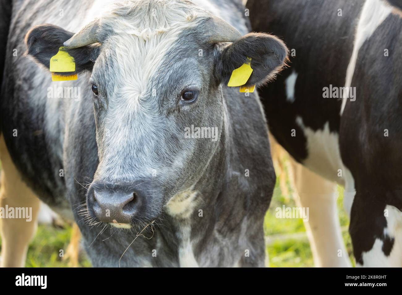 Close up of hereford cow hi-res stock photography and images - Alamy