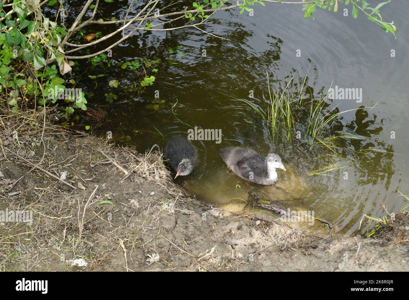 Parent eurasian coot young hi-res stock photography and images - Alamy