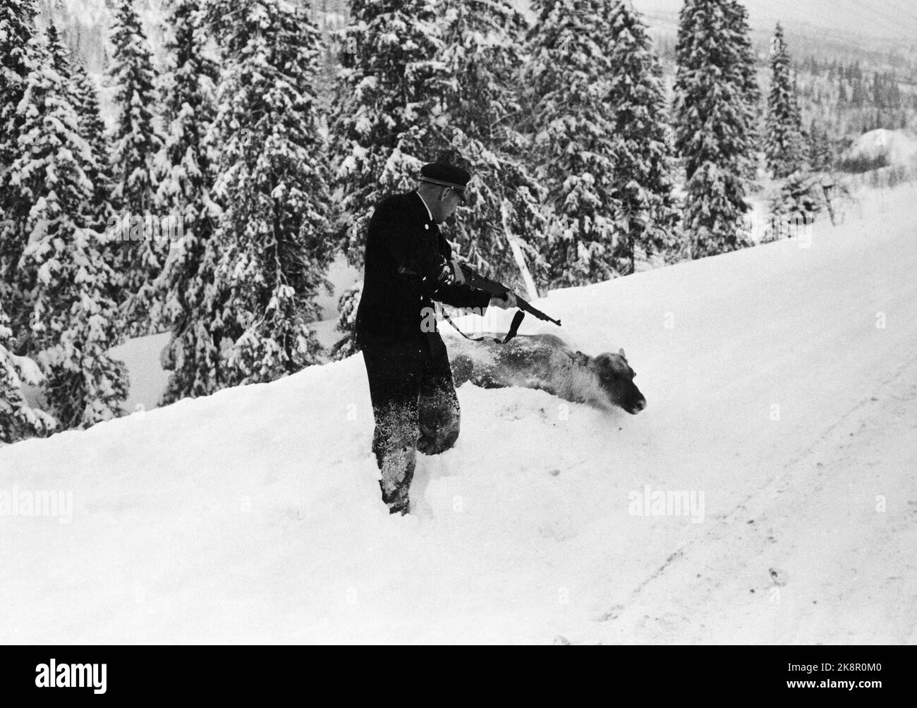 Ivar aaserud current ntb winter reindeer conductors animal accidents ...