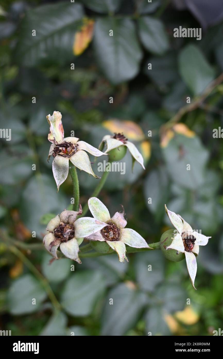 A vertical closeup of a wilting rose cocoon on a shrub Stock Photo - Alamy