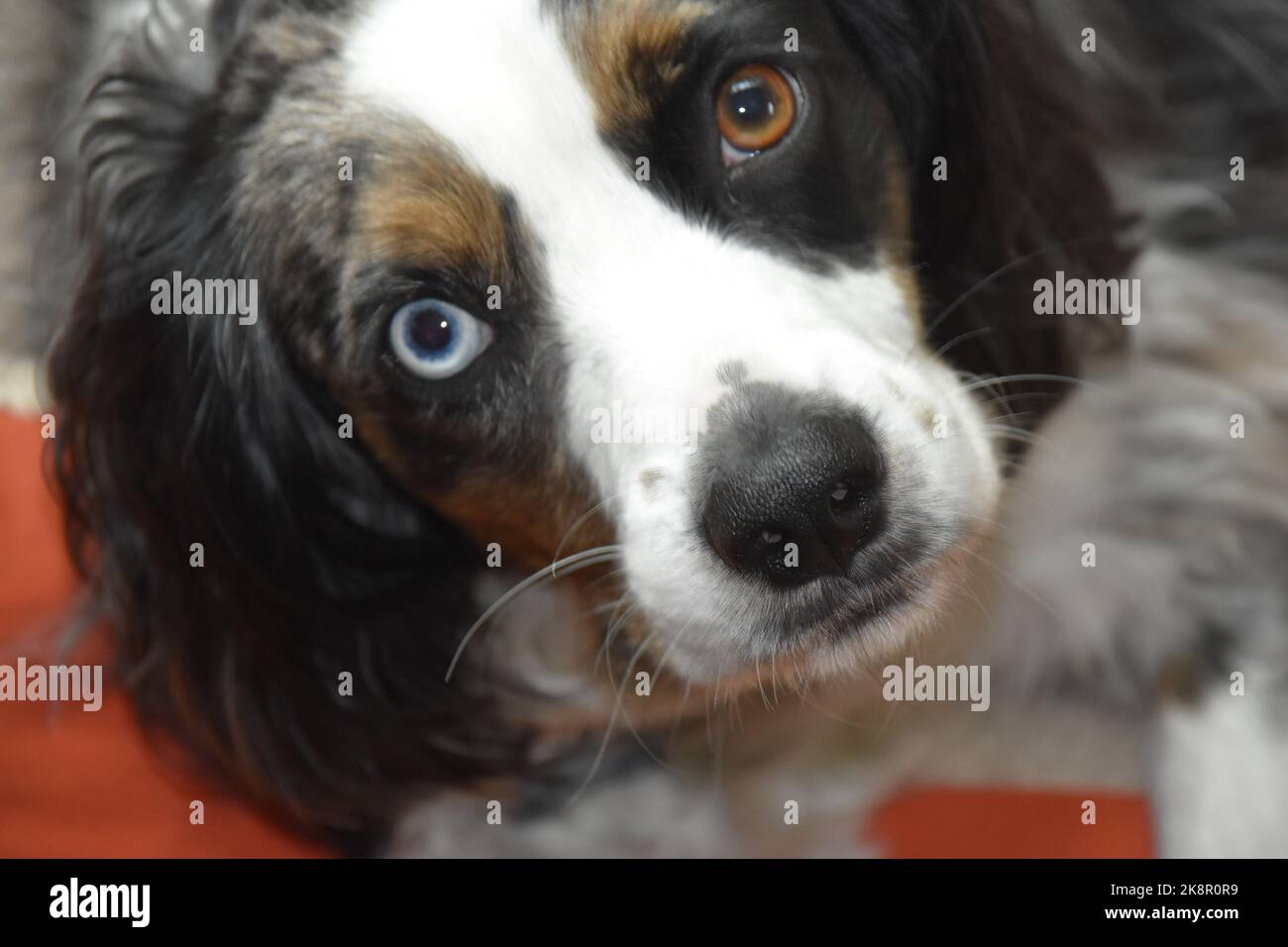 Blue merle aussie with blue eyes hi-res stock photography and images ...