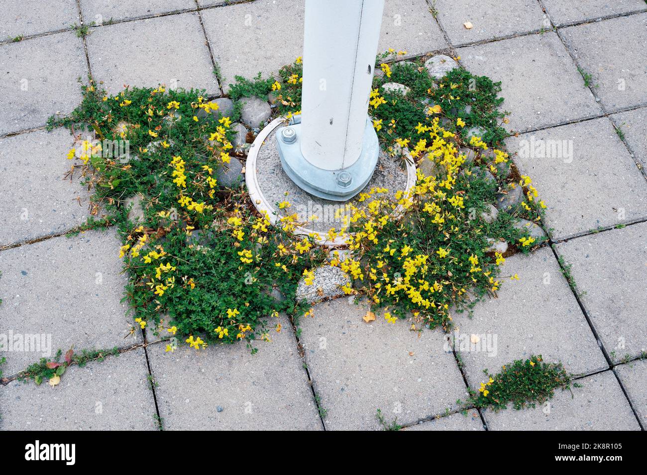 A top view of yellow Bird's-foot flowers growing with trefoil around a ...