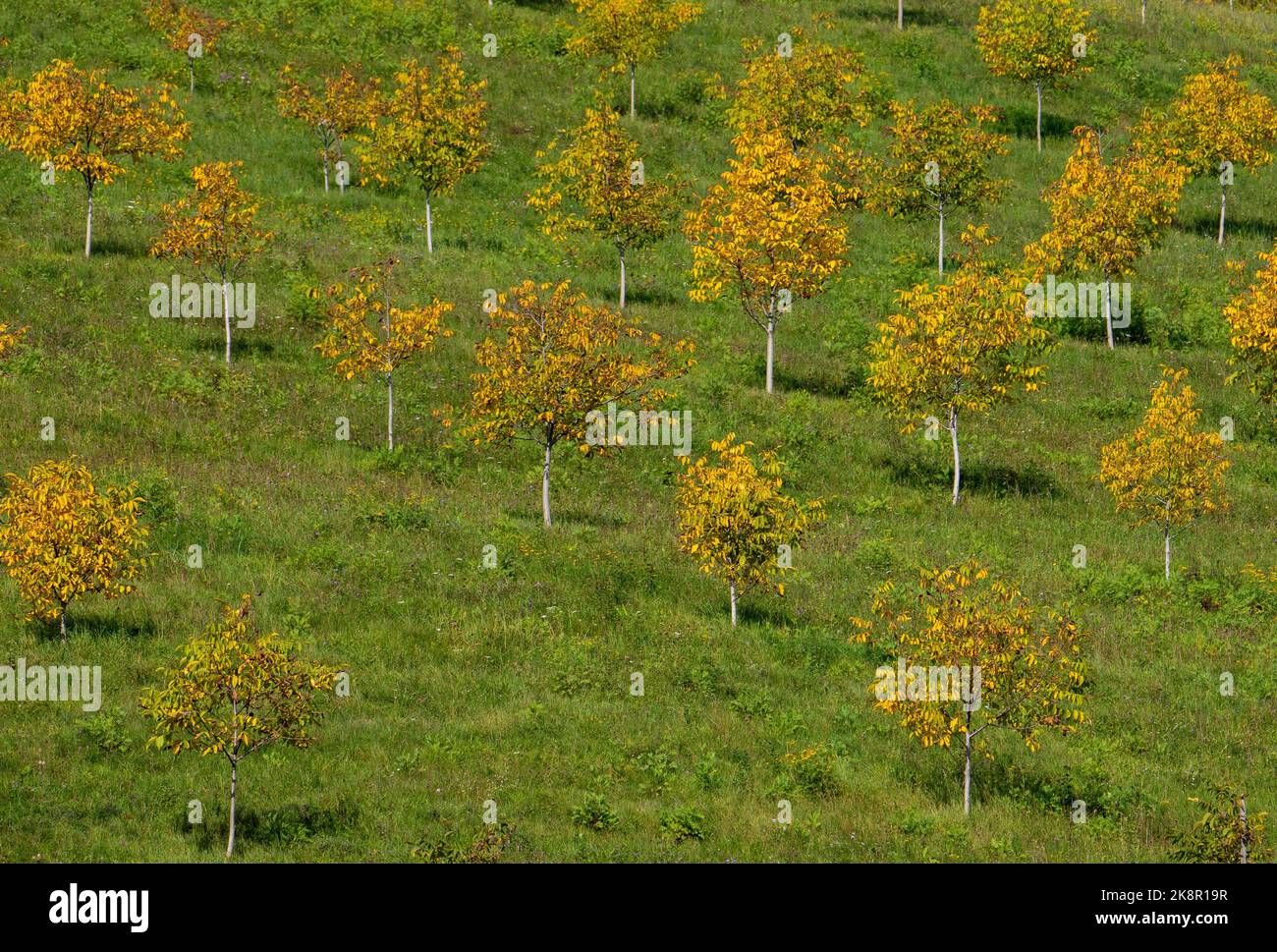 Rows of walnut trees hi-res stock photography and images - Alamy