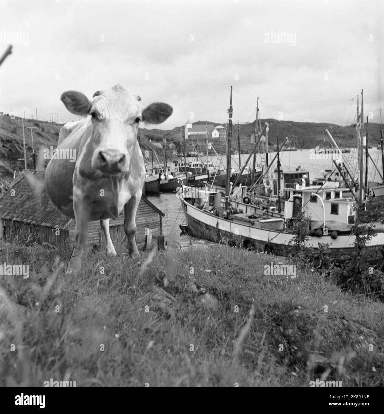 Sverre a borretzen current ntb fishing cows fishing hi-res stock ...