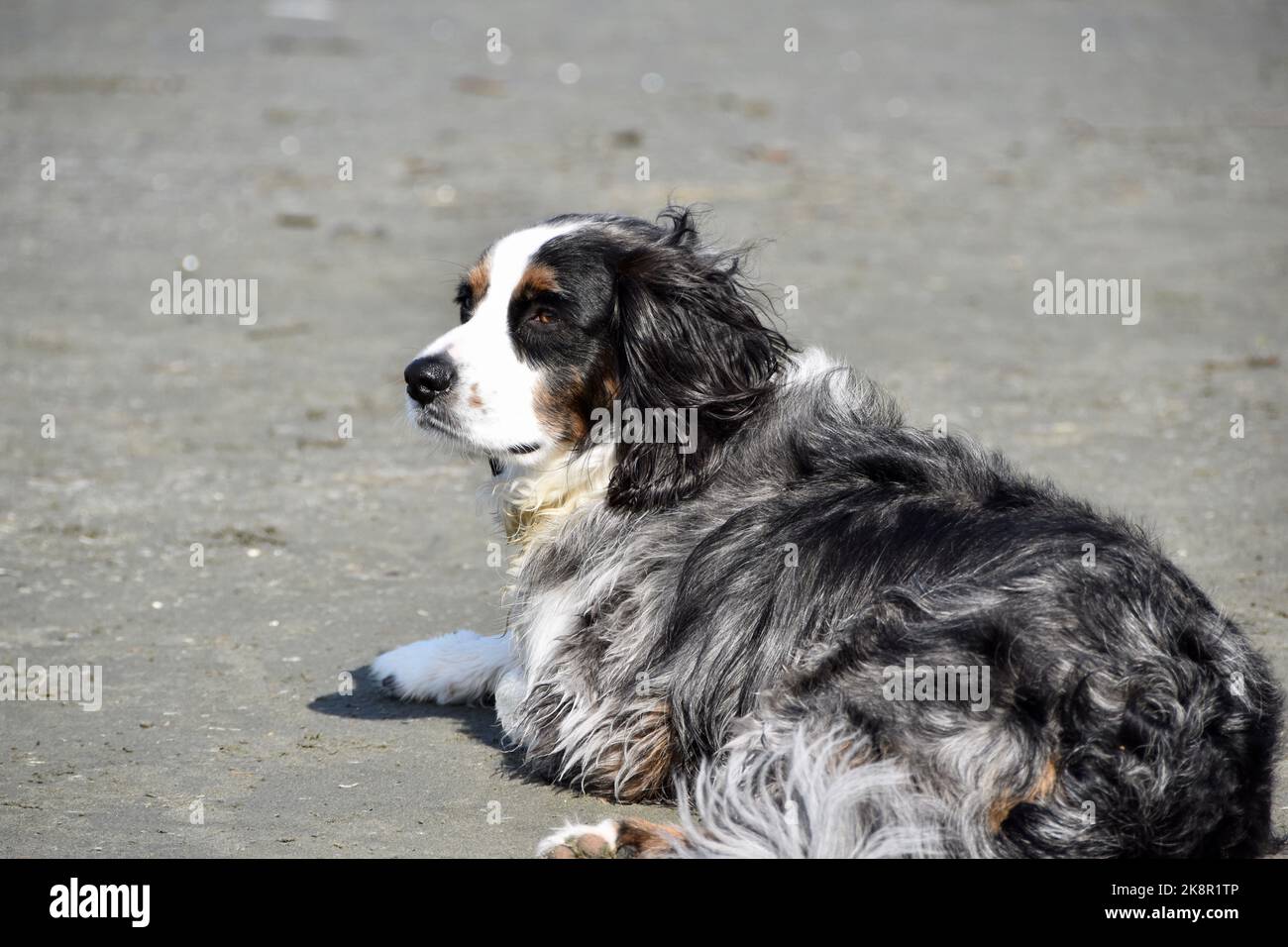Aussilier hi-res stock photography and images - Alamy