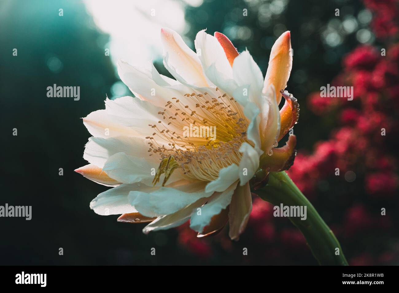 A closeup of a delicate white monstrose apple cactus flower with bright ...