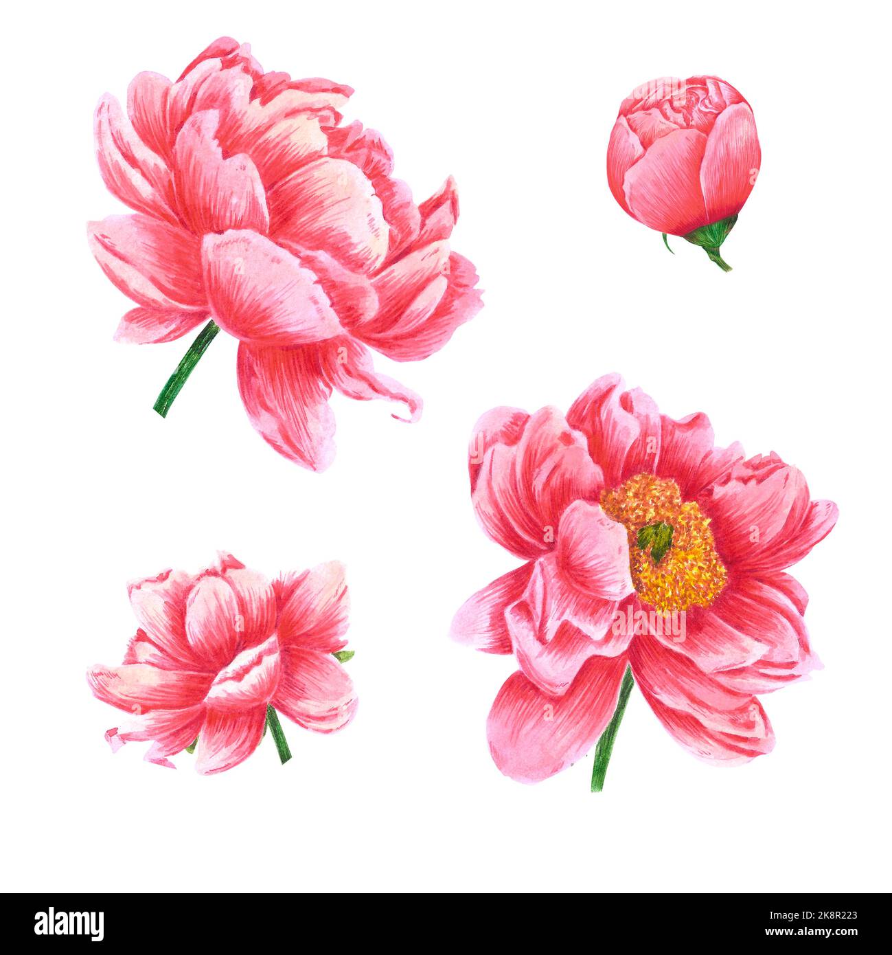 Handdrawn Watercolor red peony flower on the white background ...