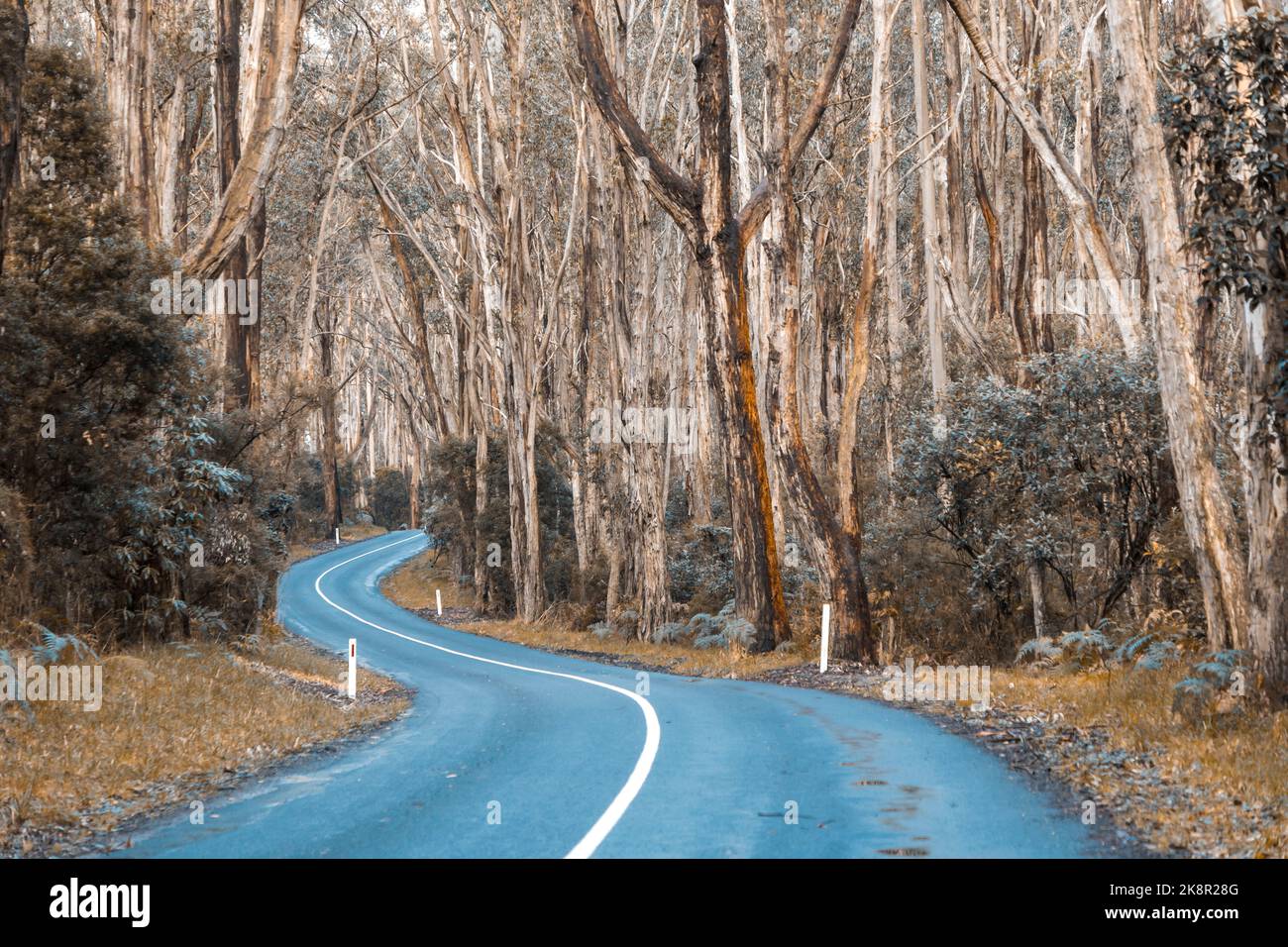 Photograph of a road running through eucalyptus trees in the Cape Otway ...
