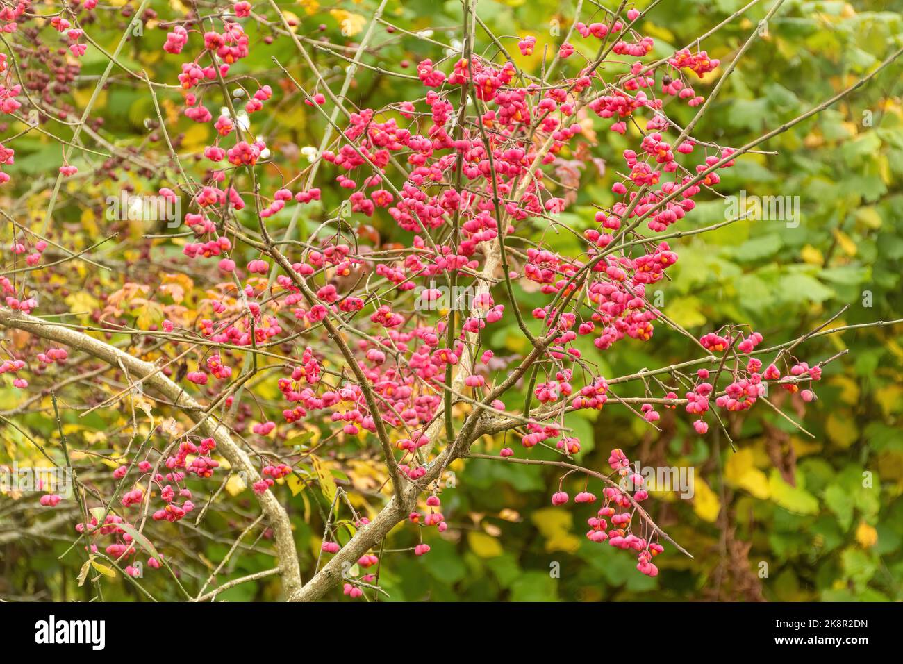 Euonymus berries hi-res stock photography and images - Alamy