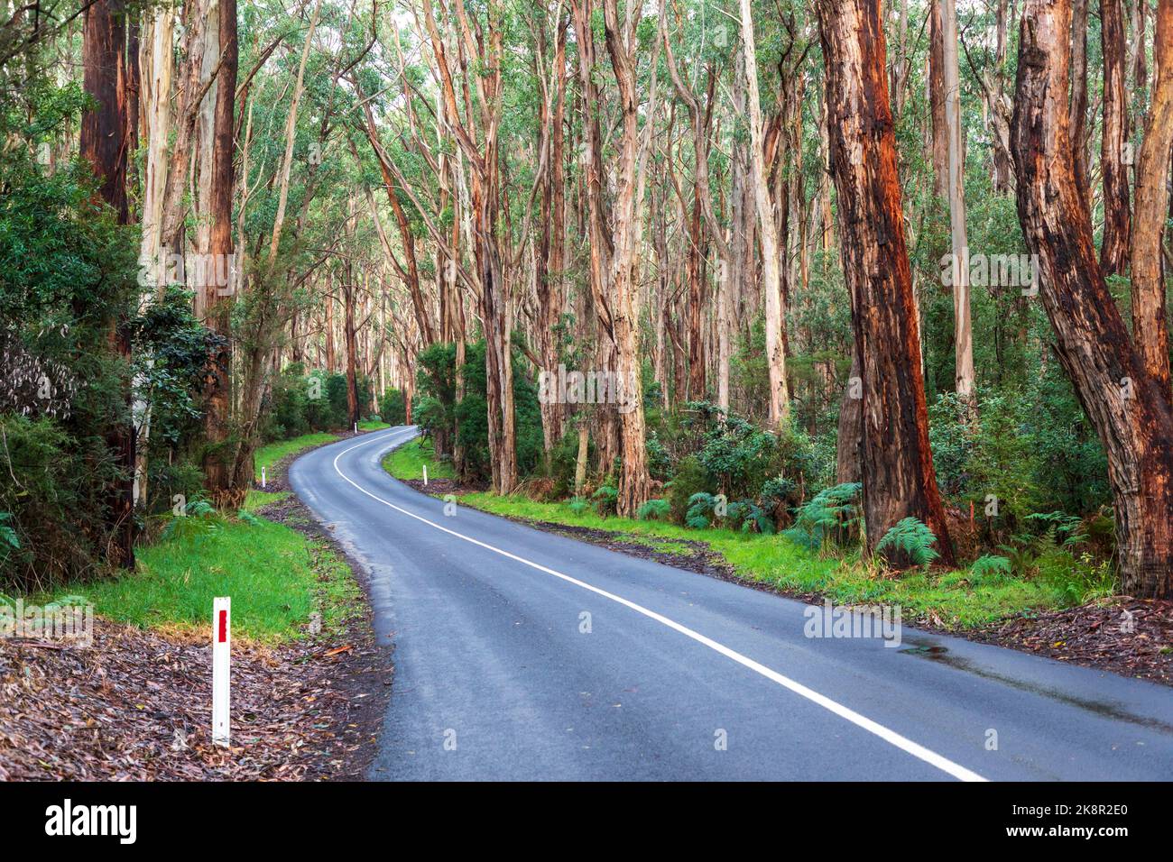 Photograph of a road running through eucalyptus trees in the Cape Otway ...