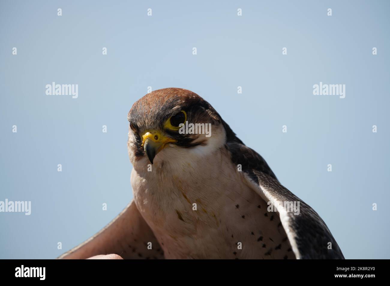 A Peregrine falcon flying and looking down with a clear sky in the ...