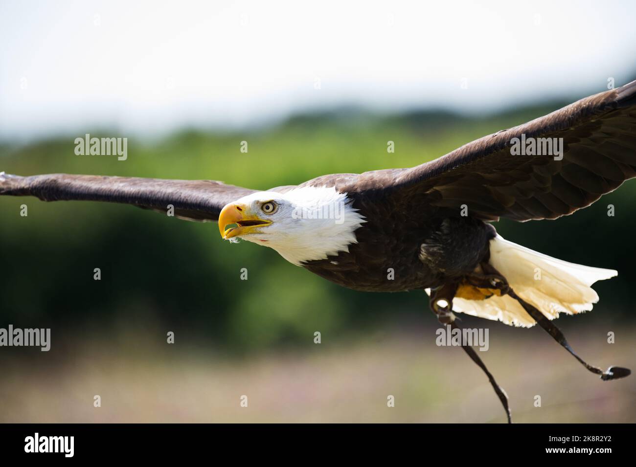 A Bald eagle flying with leather strap on its claws and a blurry ...