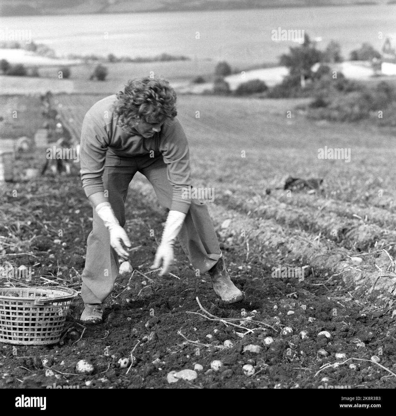 Toten 19741010: Potato recording at Østre Toten at Mjøsa, October 10 ...