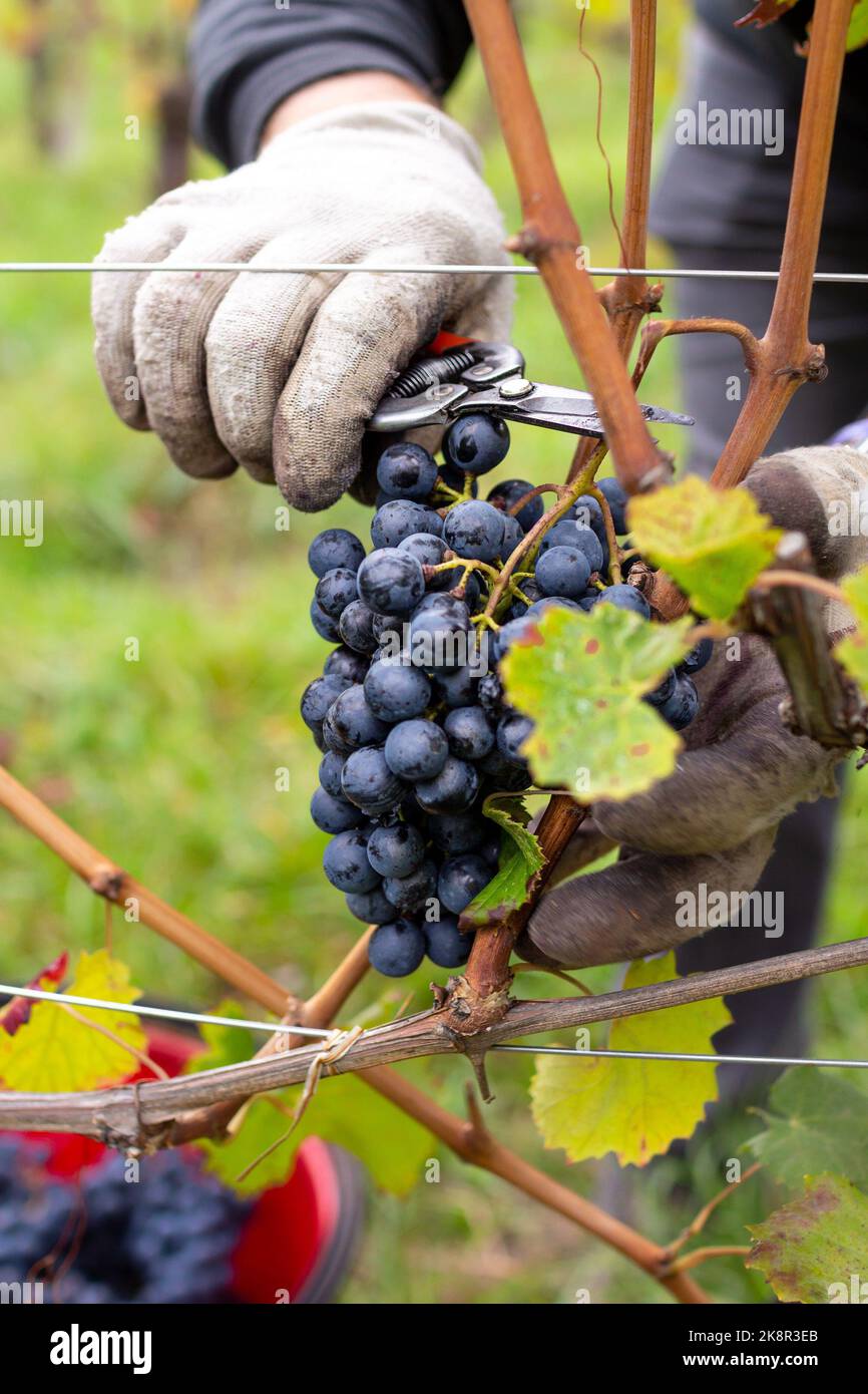 Farm worker hand-picking organic "Lagrein" grapes, a red wine variety that is native to South ...