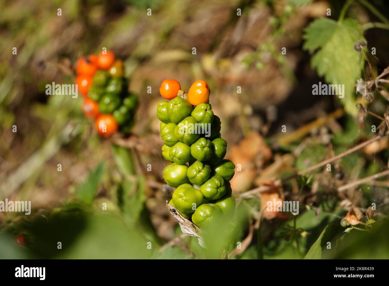 A close-up of an Italian arum plant on a sunny day Stock Photo - Alamy