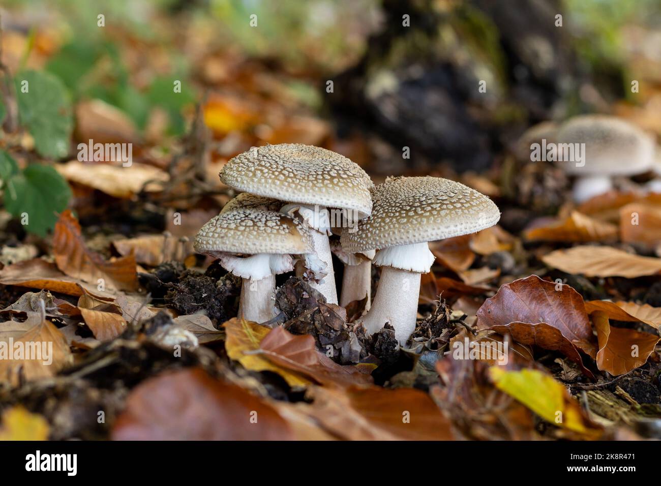 Panther amanita among the leaves in the forest in the fall, amanita ...
