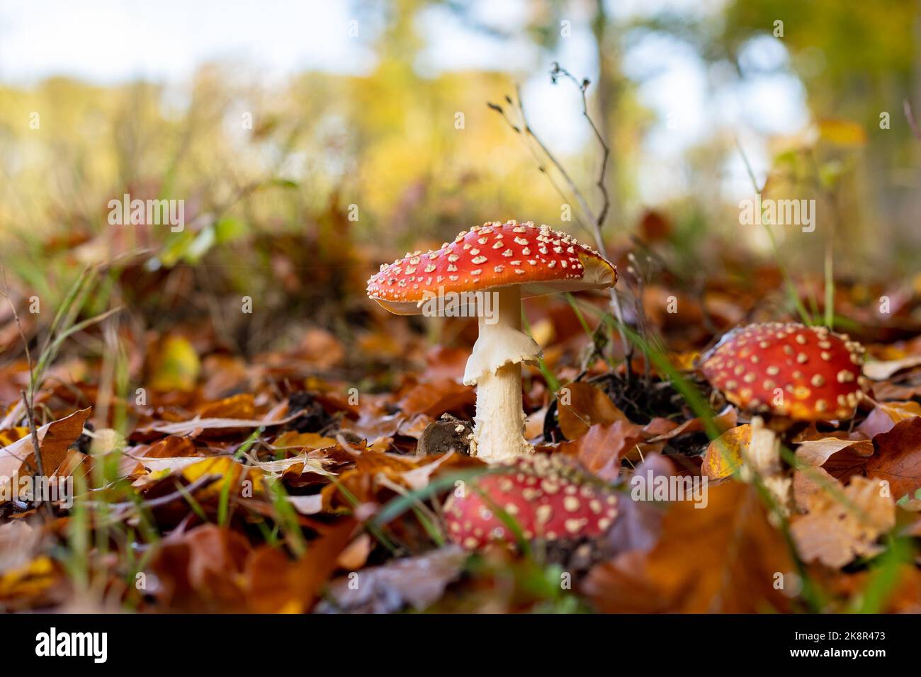 Amanita muscaria mushrooms in autumn forest in autumn time. Fly agaric ...