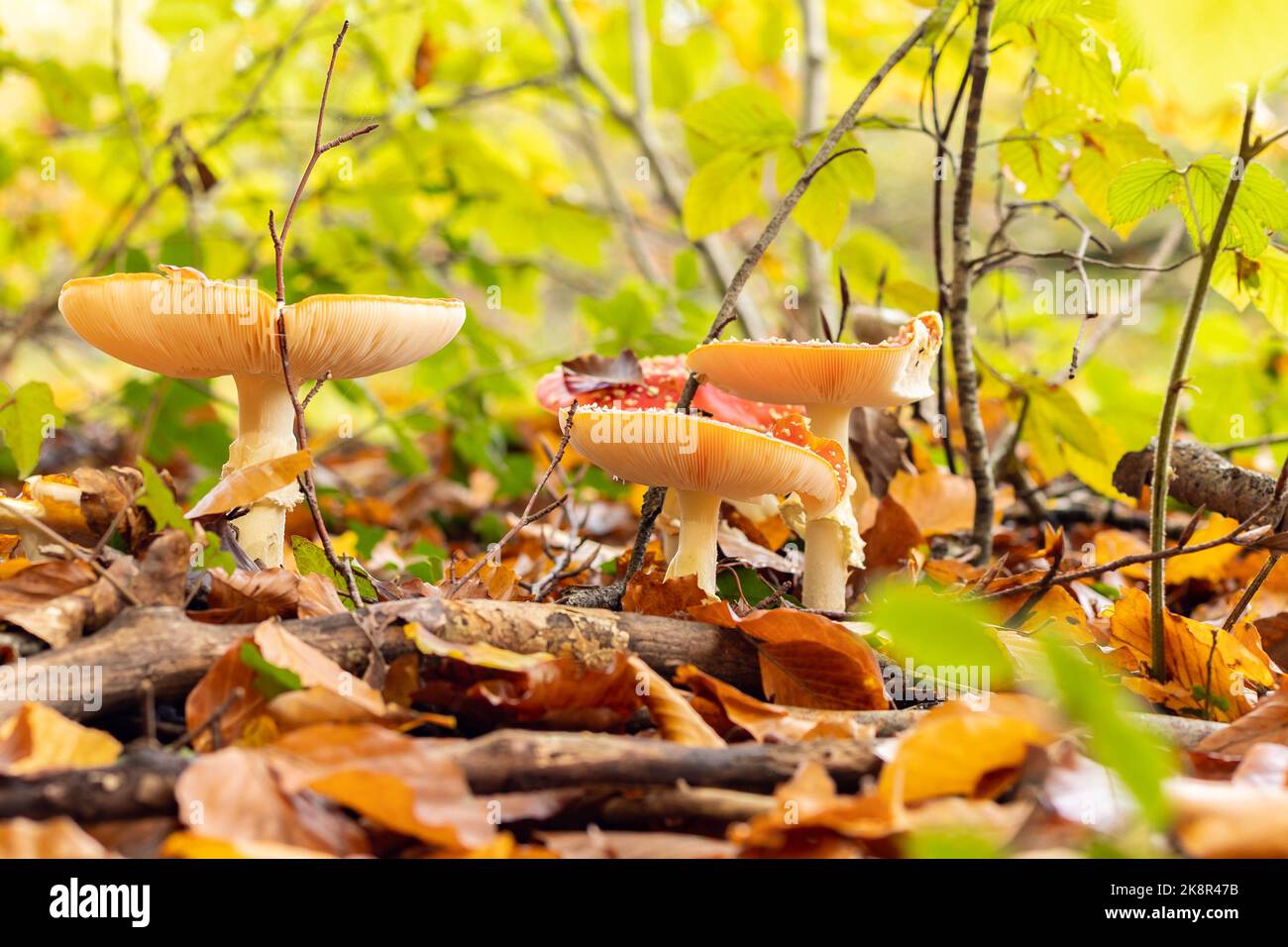 Amanita muscaria mushrooms in autumn forest in autumn time. Fly agaric ...