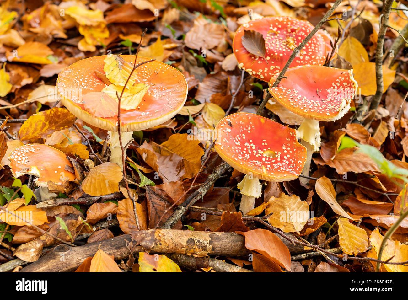 Amanita muscaria mushrooms in autumn forest in autumn time. Fly agaric ...