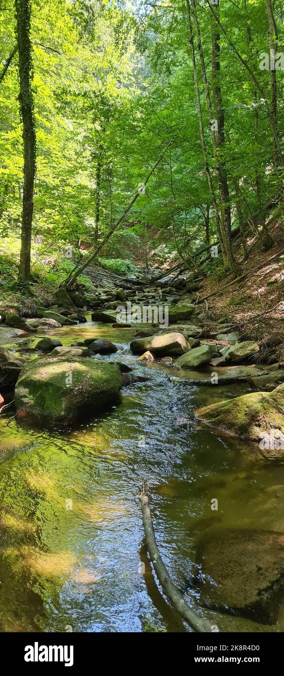 A vertical shot of a river in the forest surrounded by green vegetation ...