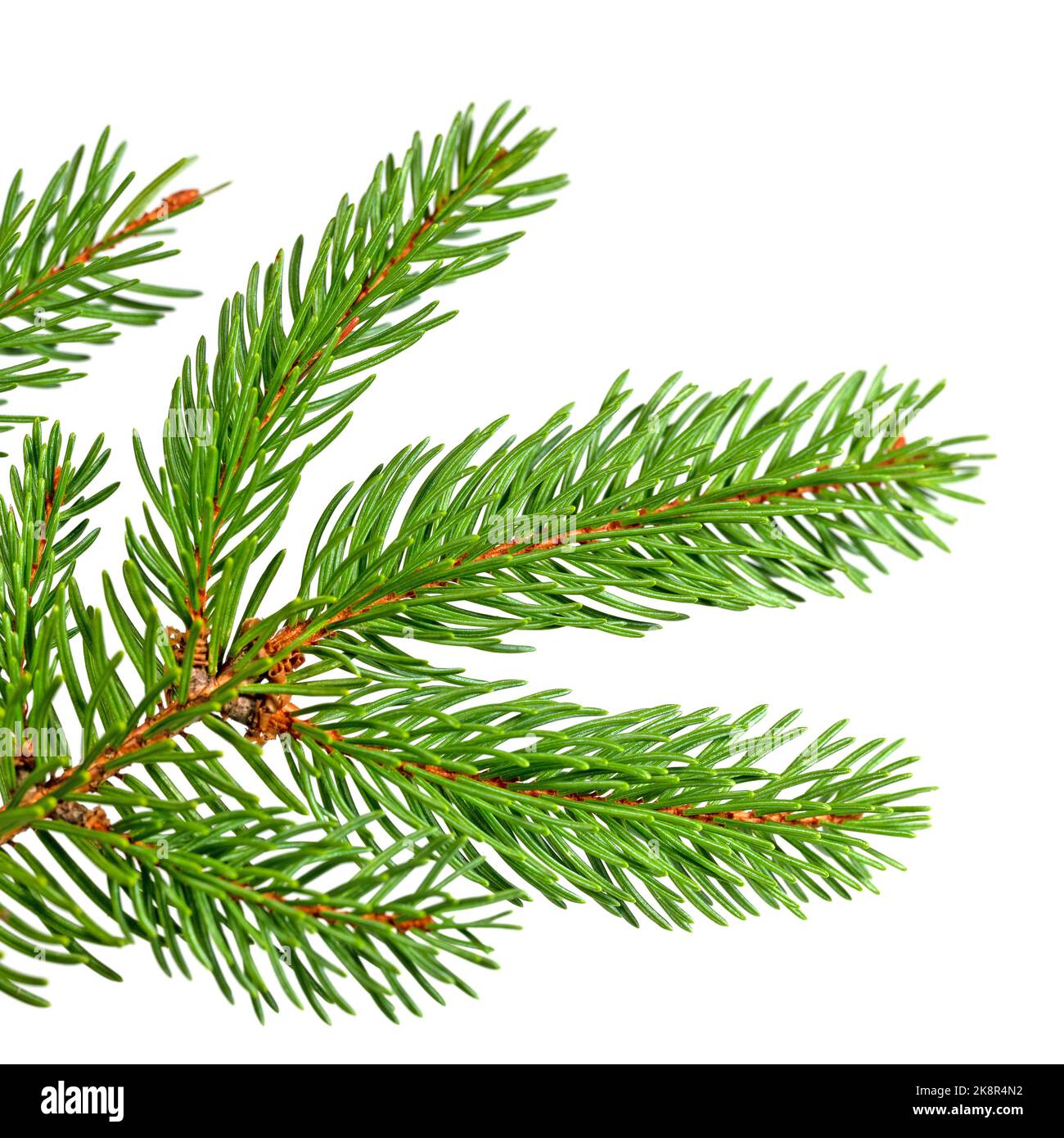 Background white spruce picea hi-res stock photography and images - Alamy