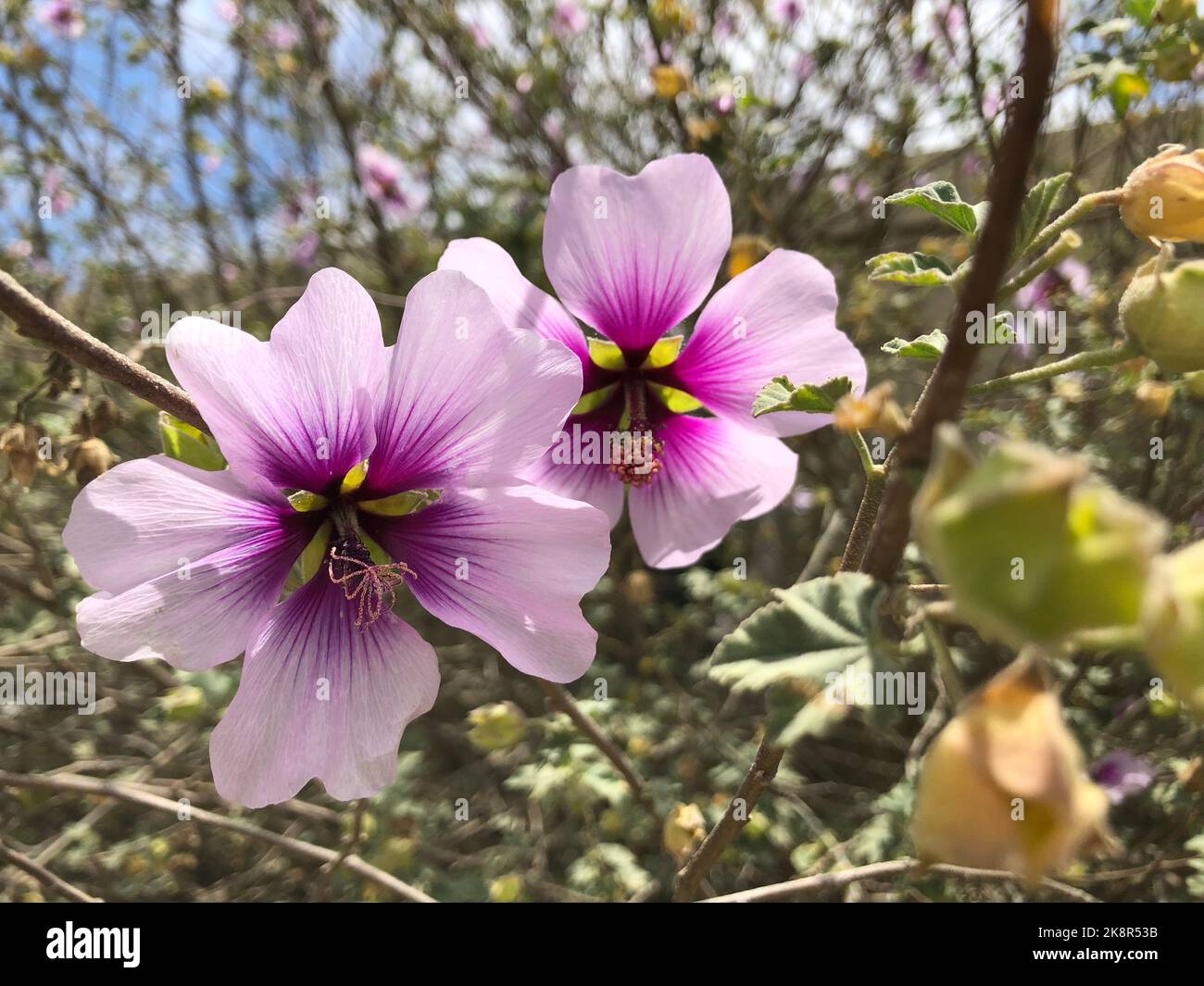 A closeup shot of tree mallows blossoming in the garden Stock Photo - Alamy