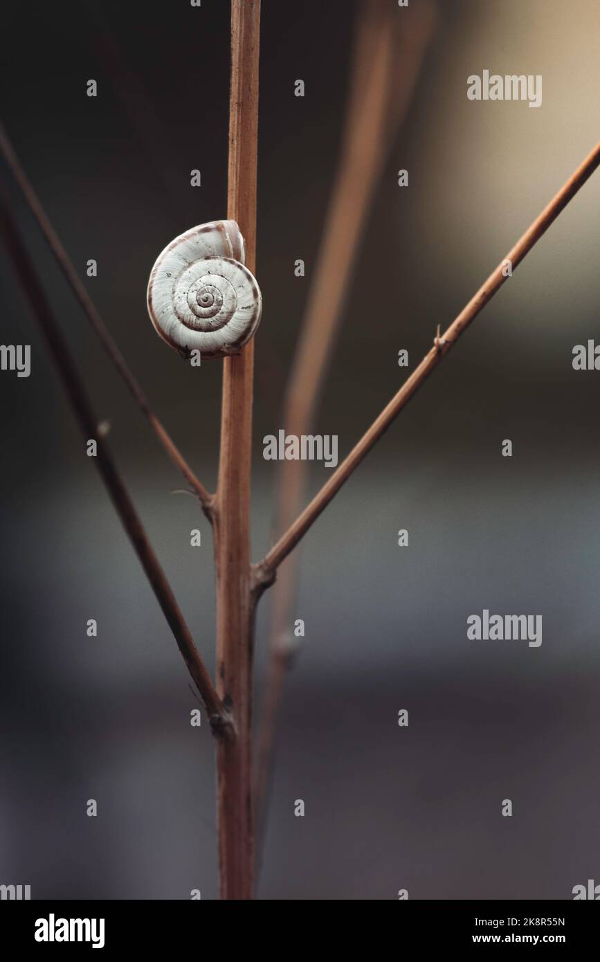 A closeup shot of a snail on a branch with blurry background Stock ...