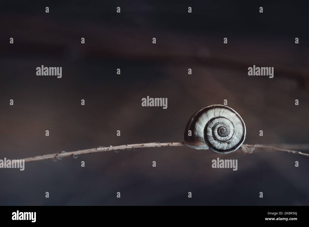 A closeup shot of a snail on a branch with blurry background Stock ...