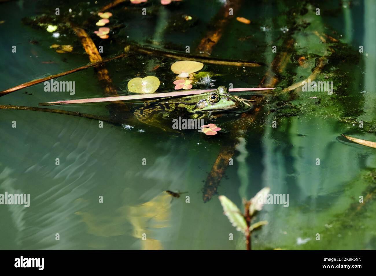 Close-up of a common water frog or Green, Lake or Pool Frog, Pelophylax ...