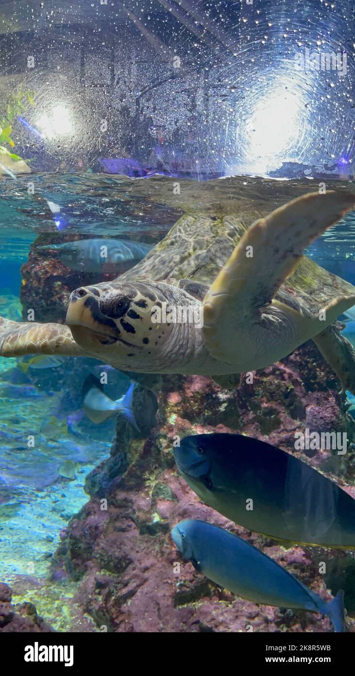 A vertical shot of a sea turtle behind a glass, swimming in an aquarium ...