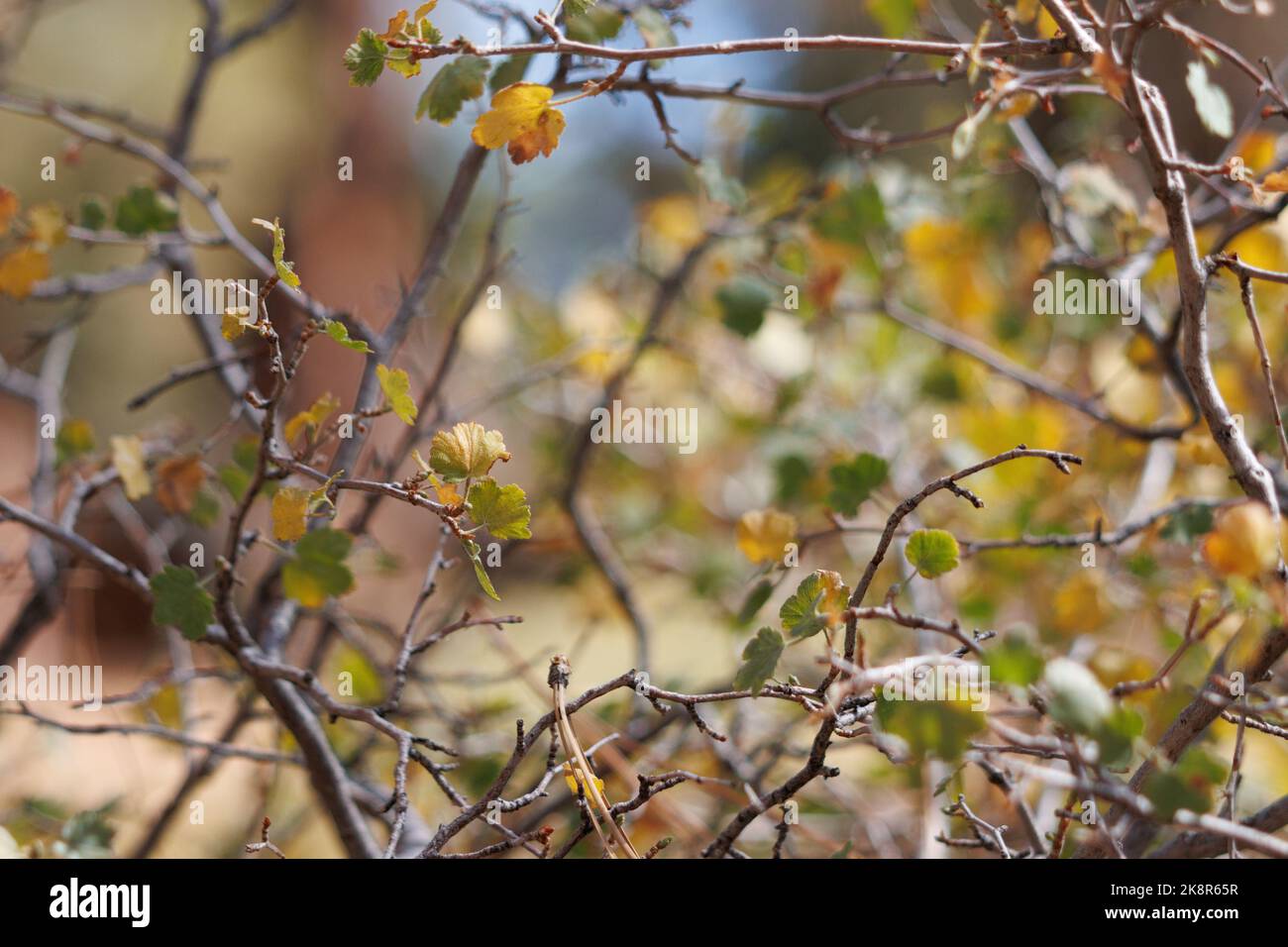 Yellow-green simple alternate lobate crenate reniform leaves of Ribes ...