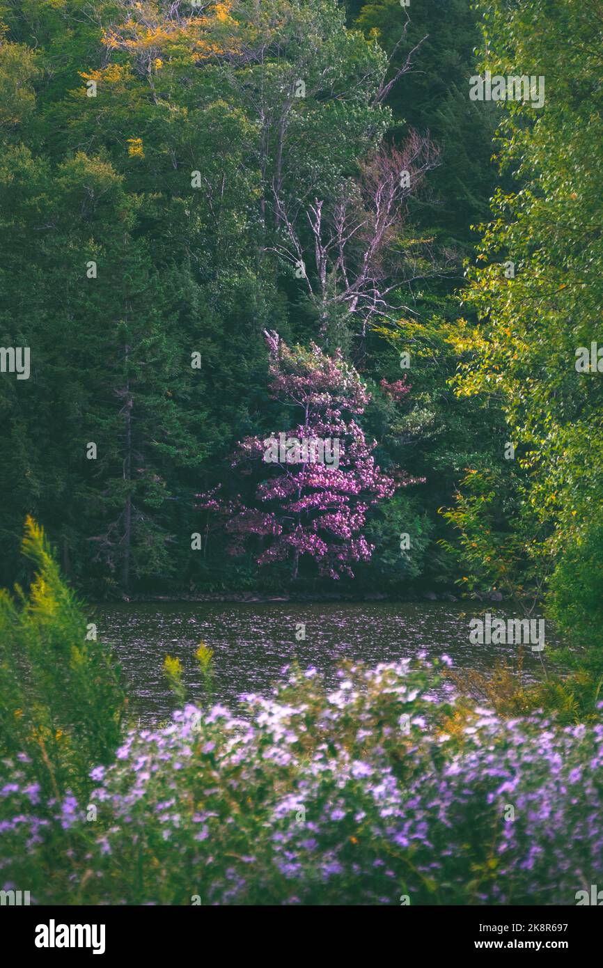 Portrait photo of a pretty purple tree across a lake at the start of ...