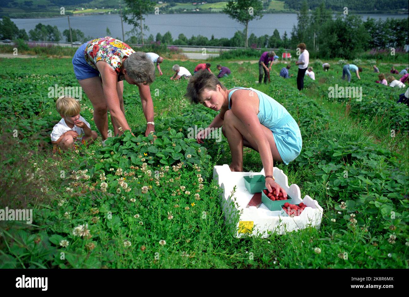 Oslo in the summer of 1990 strawberry picking, self -picking of ...