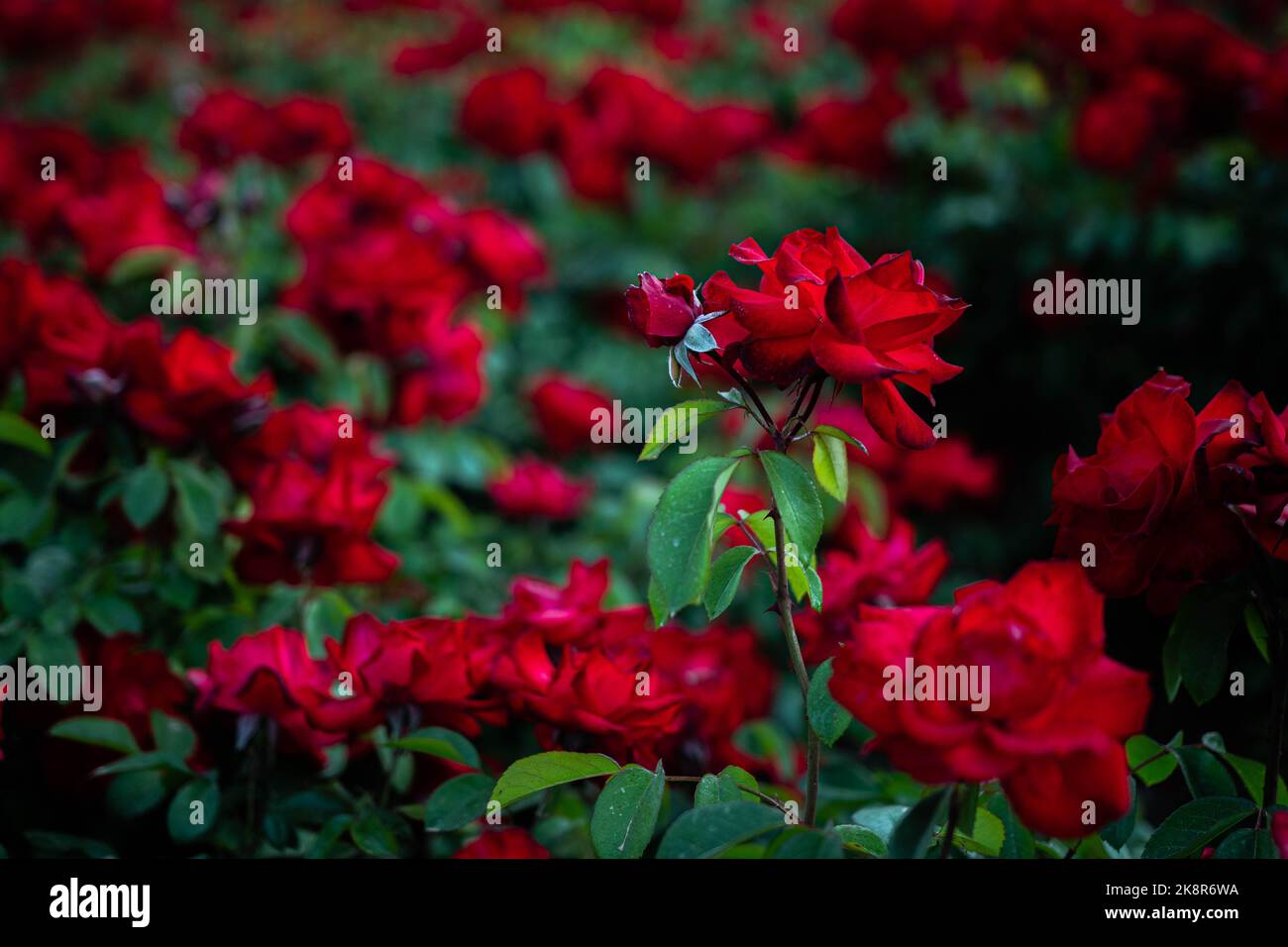 A beautiful scenery of bushes of bright red garden roses in the garden ...