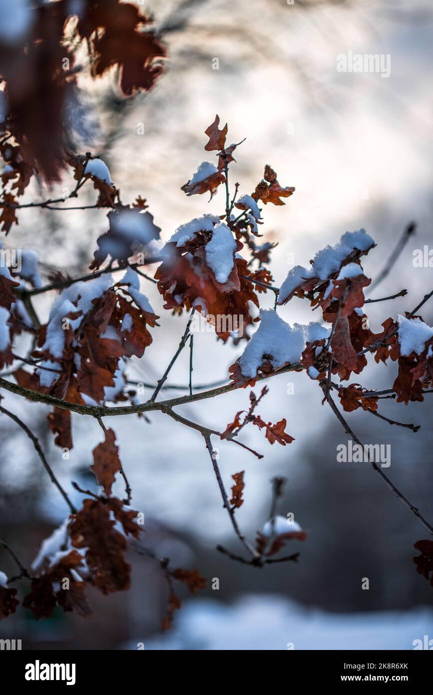 A selective of dry maple leaves on a branch covered in snow Stock Photo ...