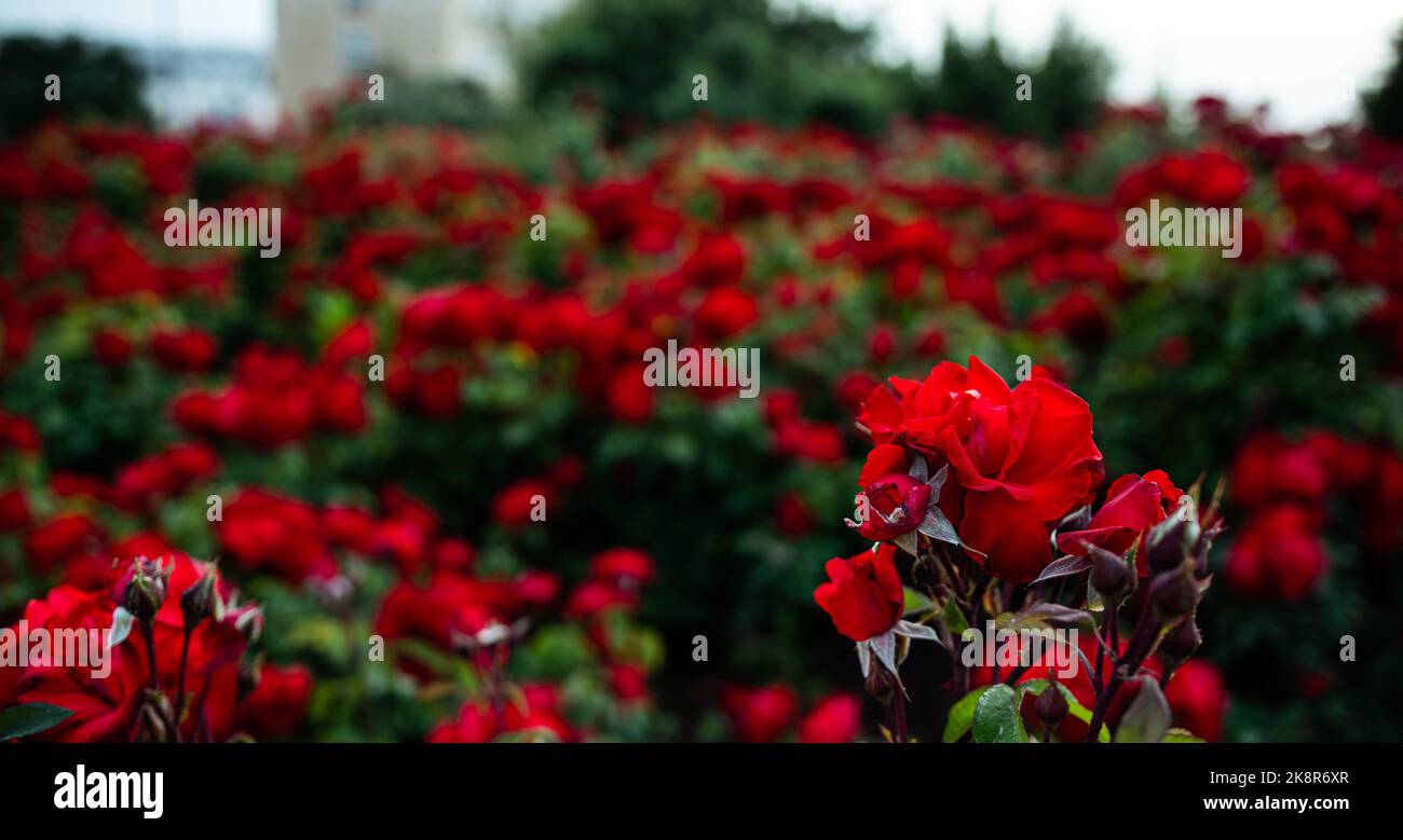 A beautiful scenery of bushes of bright red garden roses in the garden ...