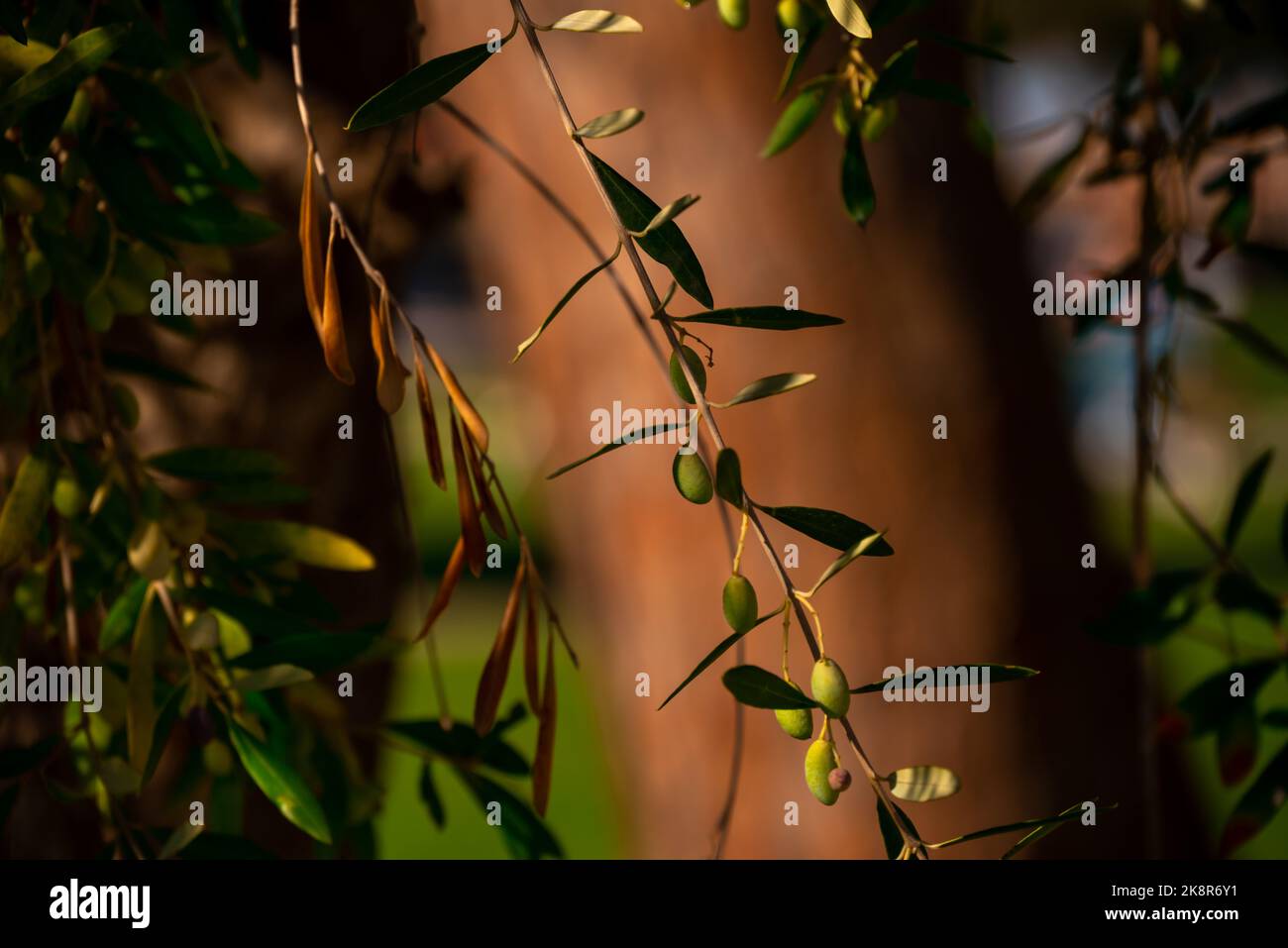 Close-up Branch with Green Olives in Corfu island, Greece. Small Depth ...