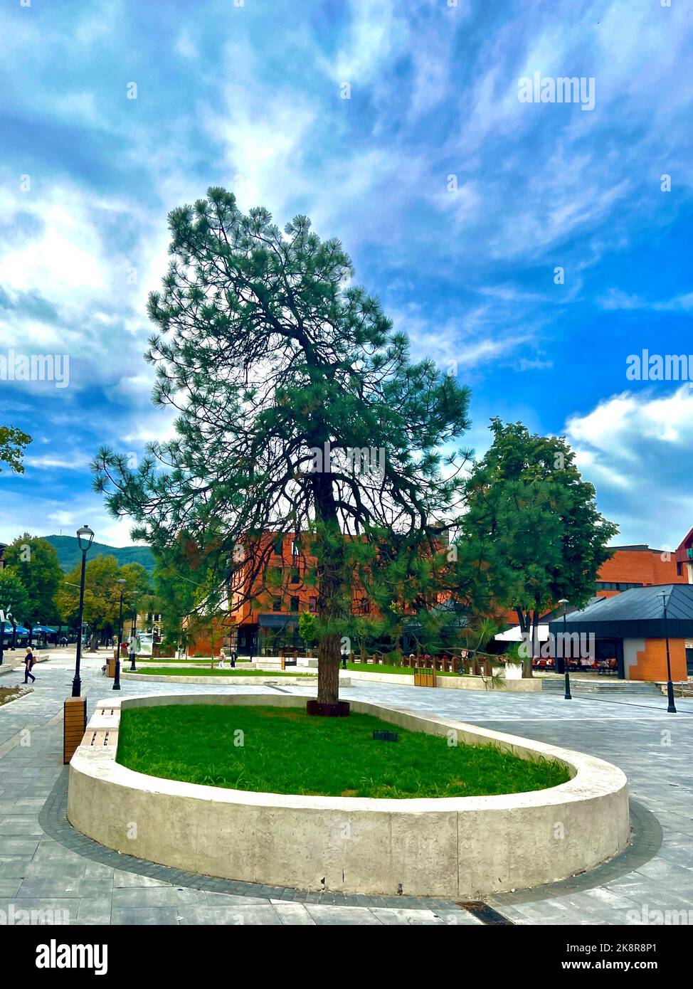 A vertical shot of a beautiful green tree with buildings in the ...