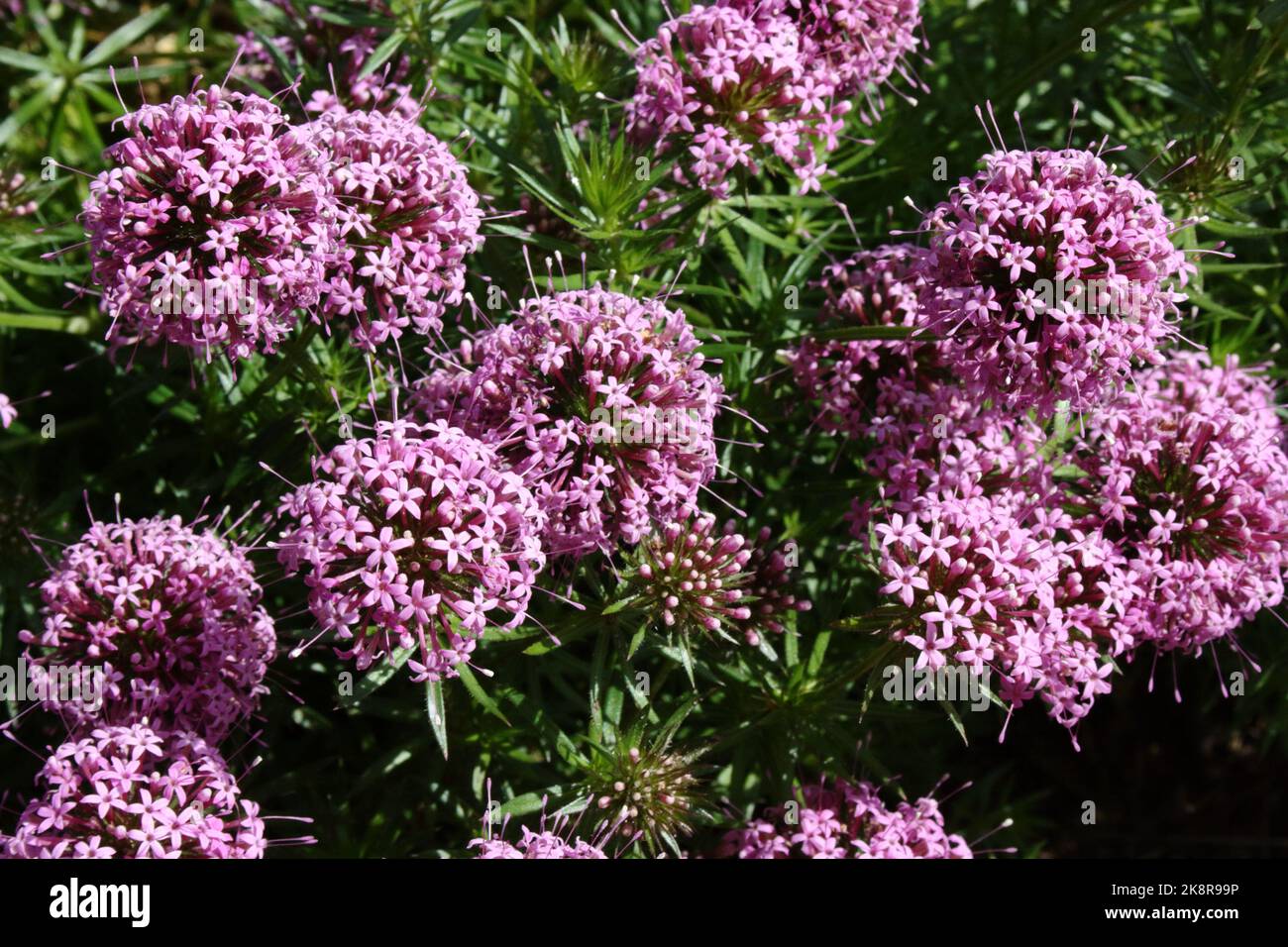 Flower heads of Caucasian crosswort (Phuopsis stylosa Stock Photo - Alamy