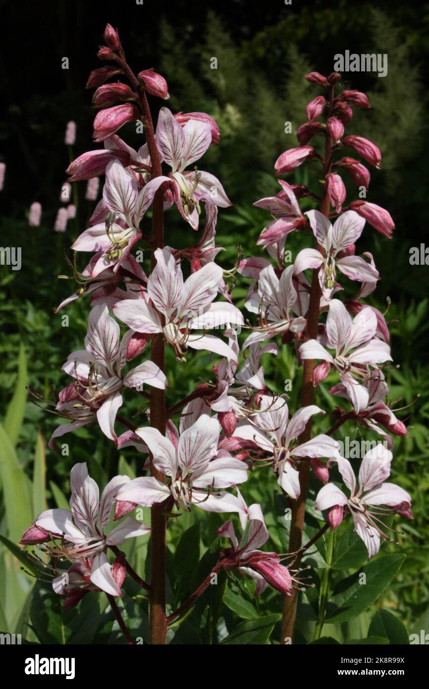 Flower spikes of Burning Bush (Dictamnus albus var. purpureus Stock ...